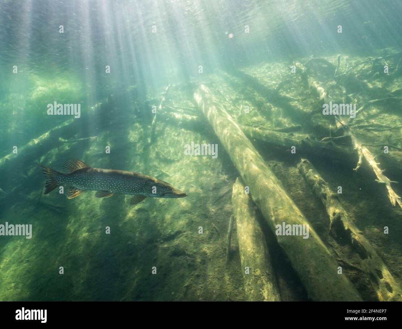 Big pike hi-res stock photography and images - Alamy