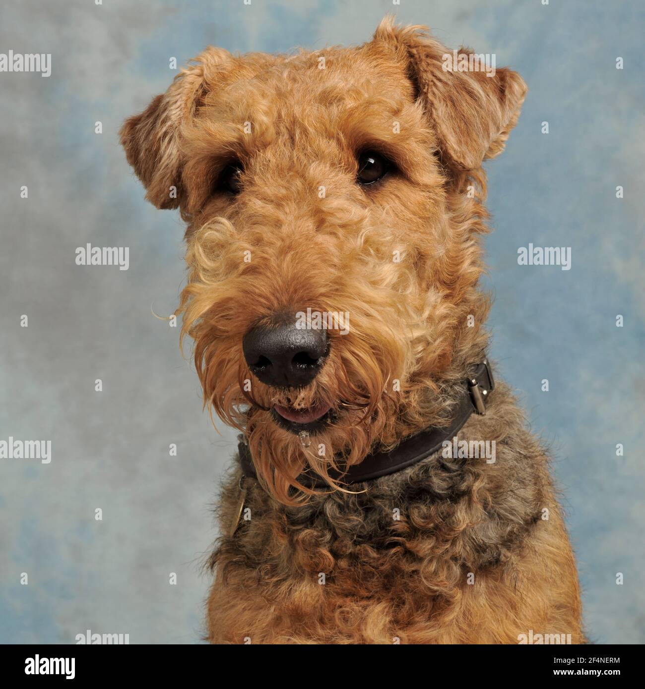 Airedale terrier hi-res stock photography and images - Alamy