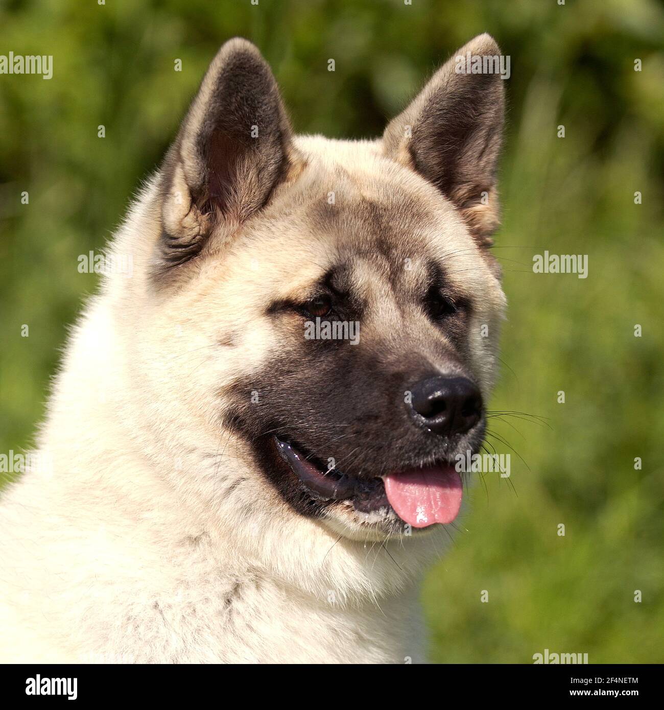 Akita portrait of adult hi-res stock photography and images - Alamy
