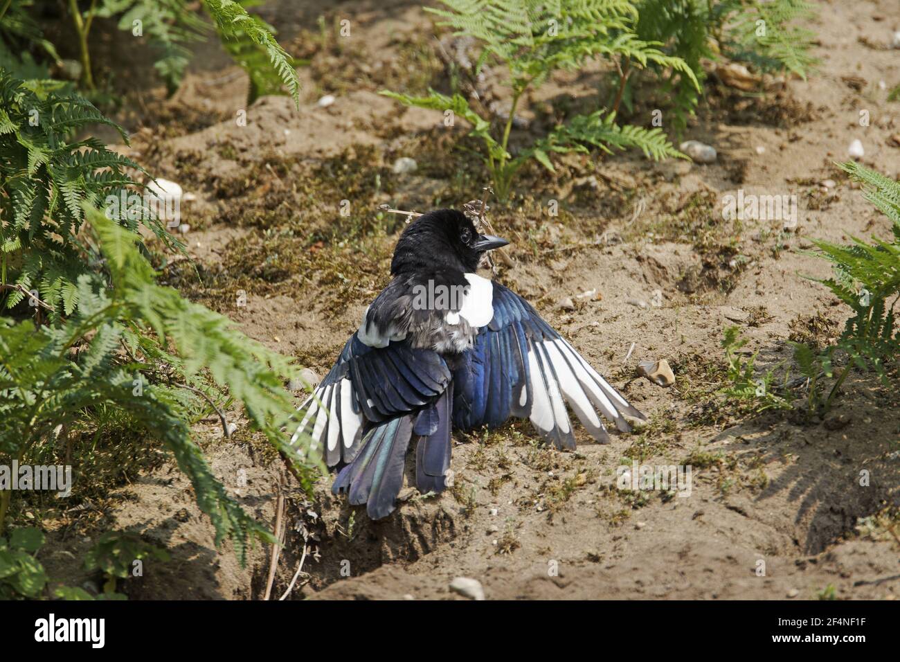Magpie sunbathing hi-res stock photography and images - Alamy