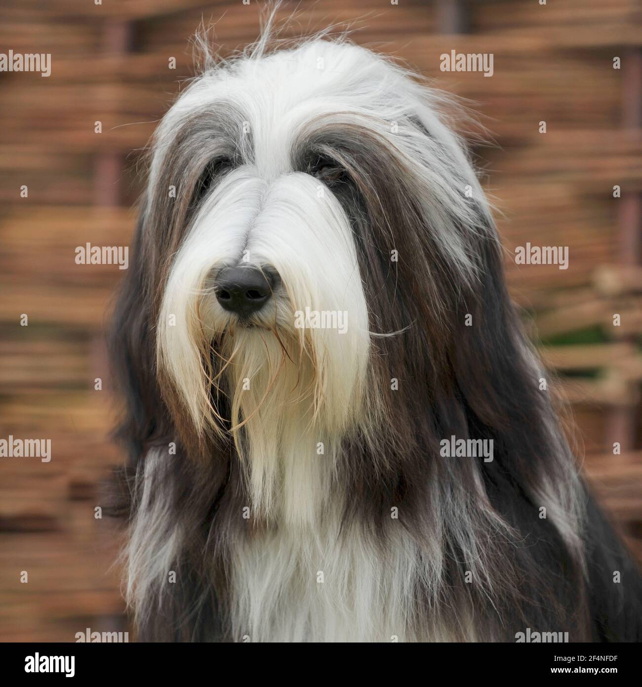 Bearded collie dog hi-res stock photography and images - Alamy