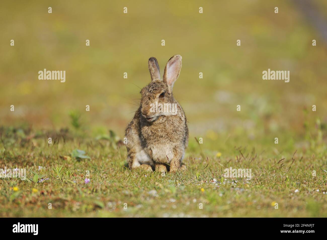 British bunnies hi-res stock photography and images - Alamy