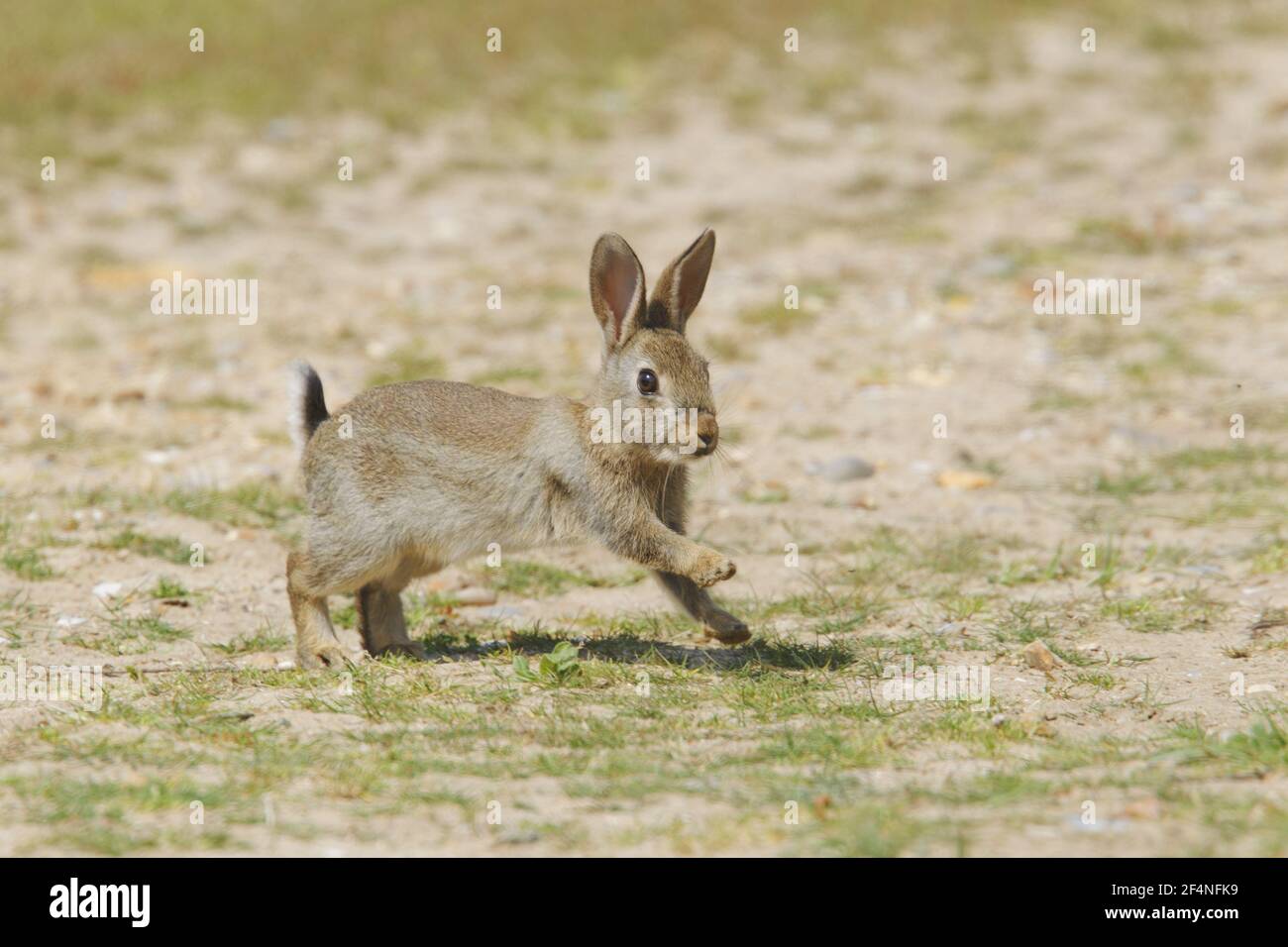 Rabbit running hi-res stock photography and images - Alamy