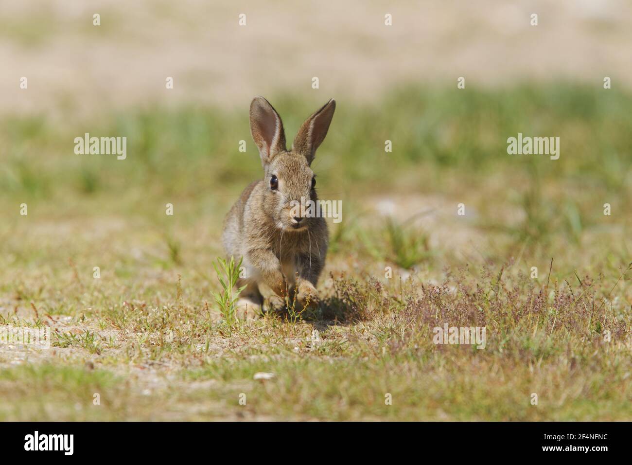Rabbit running hi-res stock photography and images - Alamy