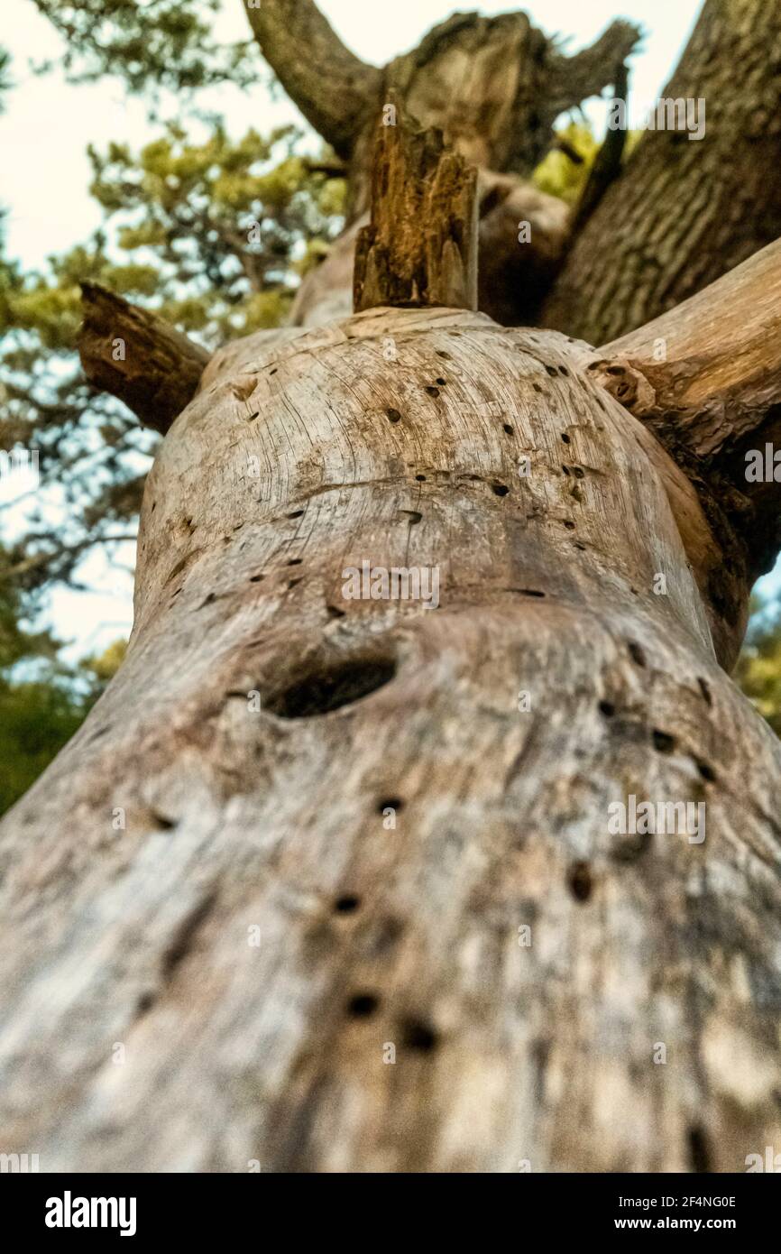Closeup shot of an old and thick tree trunk in a forest Stock Photo - Alamy