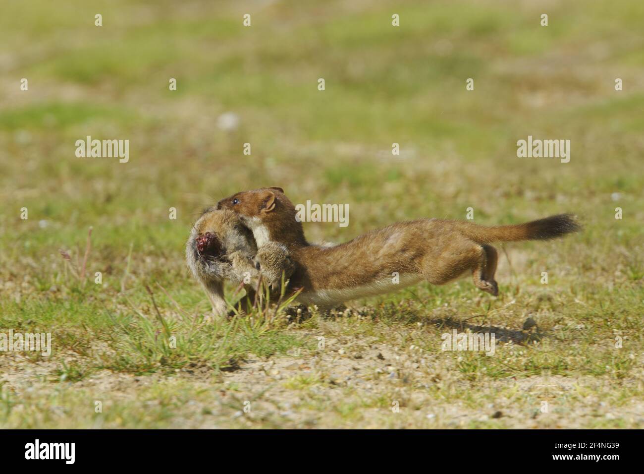 Stoat rabbit hi-res stock photography and images - Alamy