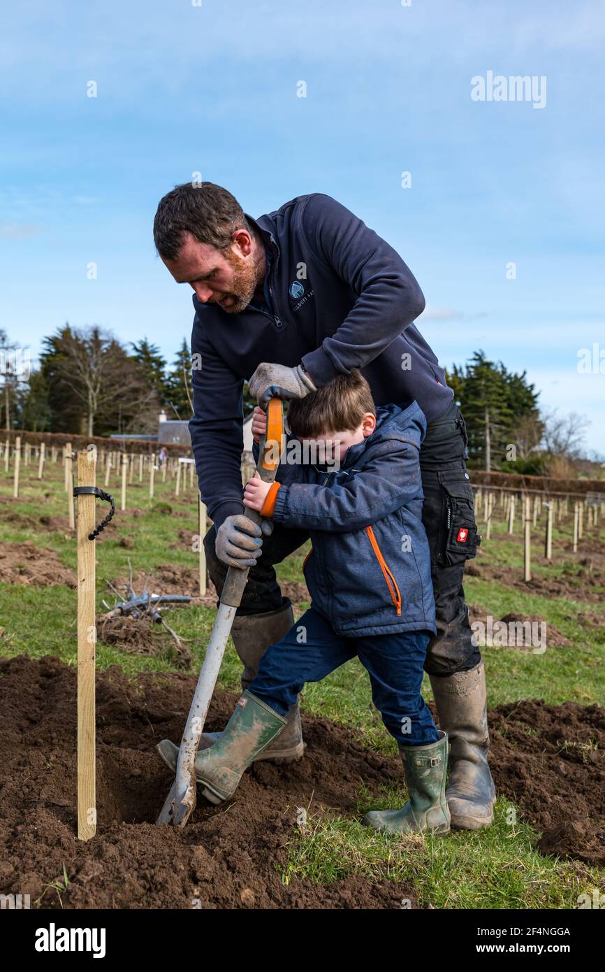 Father and 4 year old boy planting an apple tree in an orchard, Kilduff ...