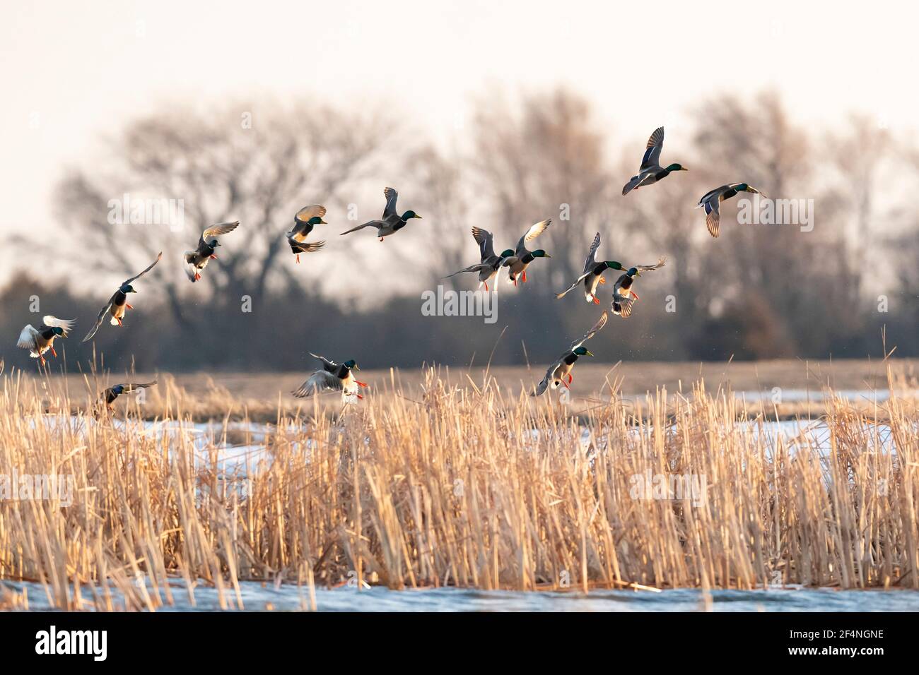 Mallard ducks over a wetland in South Dakota on a late fall day Stock ...