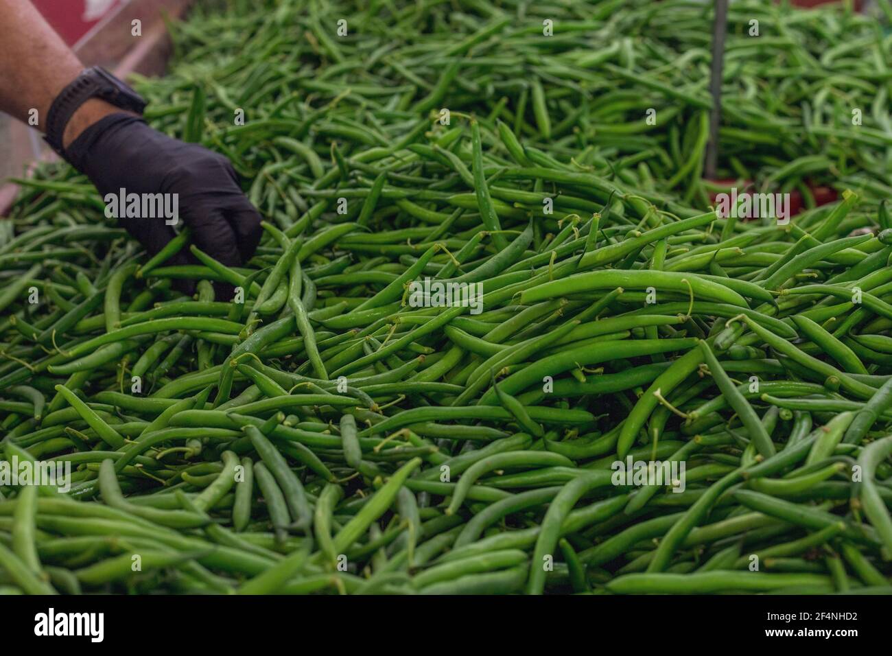 Hand Picking Fresh Green Beans For Sale at Farmer's Market Stock Photo ...