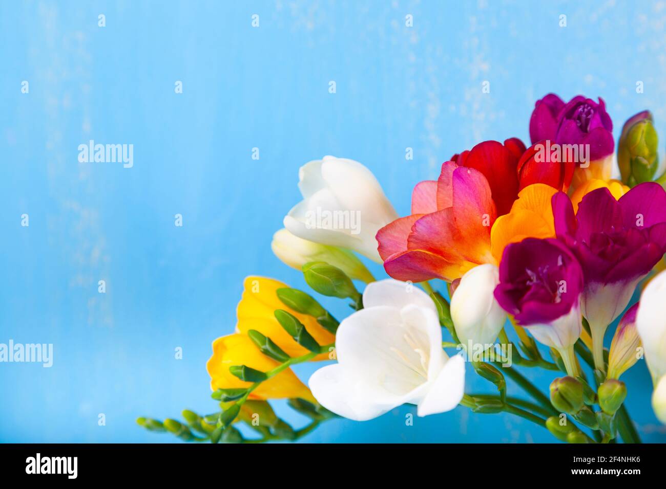 Bouquet of multi-colored freesias on a blue background. Beautiful ...