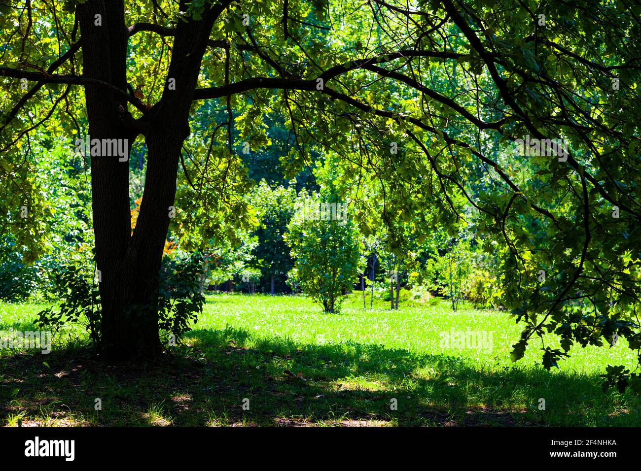 Beautiful summer landscape park hi-res stock photography and images - Alamy
