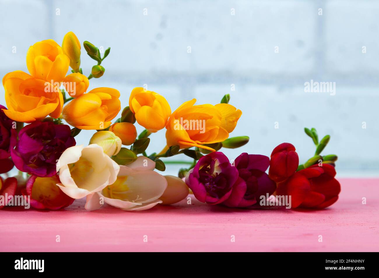 Beautiful freesia on a pink wooden background. Multi-colored flowers ...
