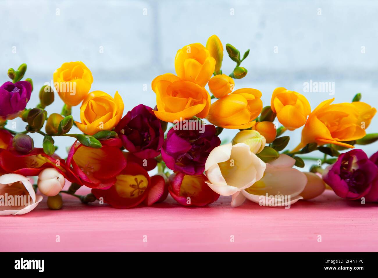 Beautiful freesia on a pink wooden background. Multi-colored flowers ...