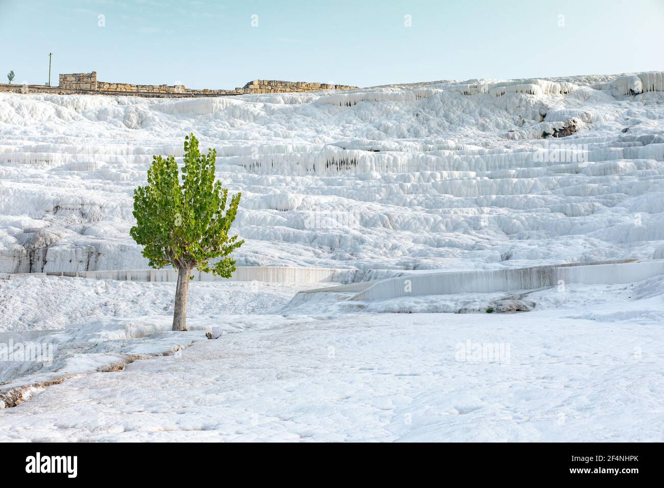 Beautiful tree with green leaves on white of Pamukkale mountain in ...