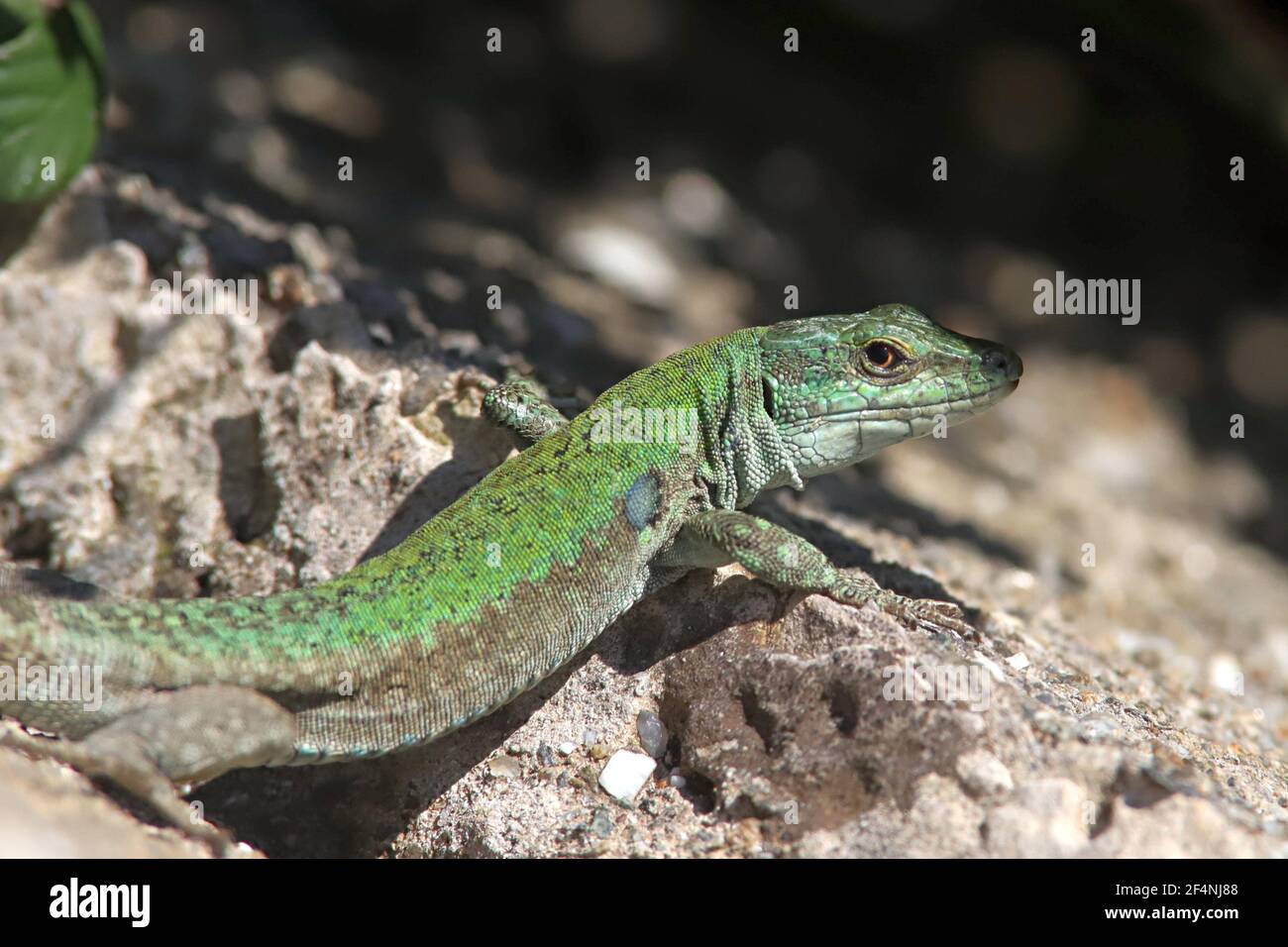a Podarcis Siculus in Sicily Stock Photo - Alamy
