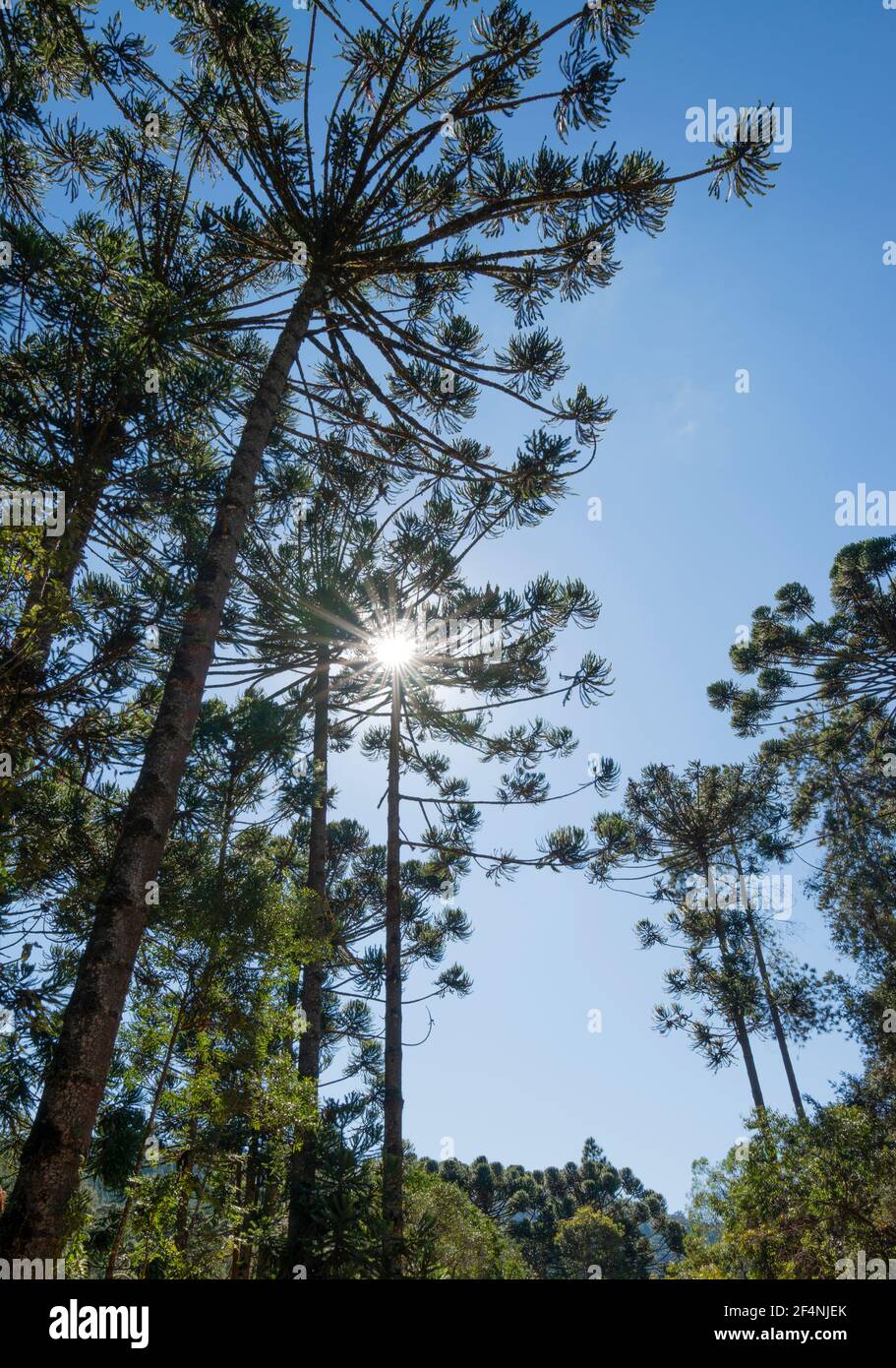 Pine trees brazil hi-res stock photography and images - Alamy