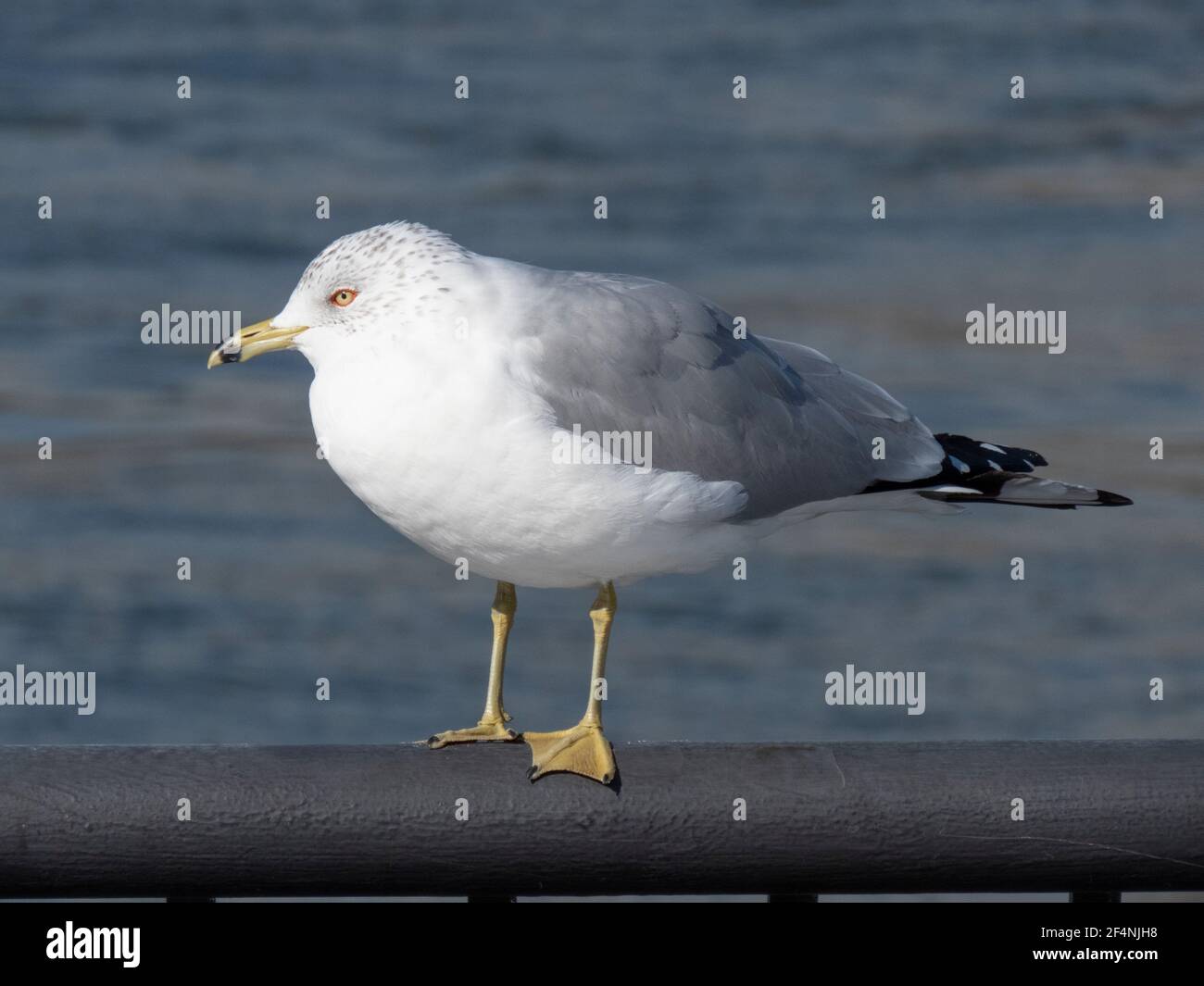 Gull standing on railing hi-res stock photography and images - Alamy