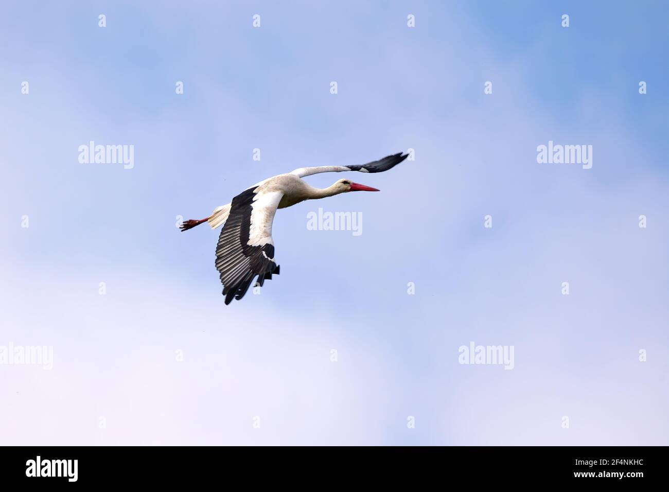 Knepp rewilding hi-res stock photography and images - Alamy