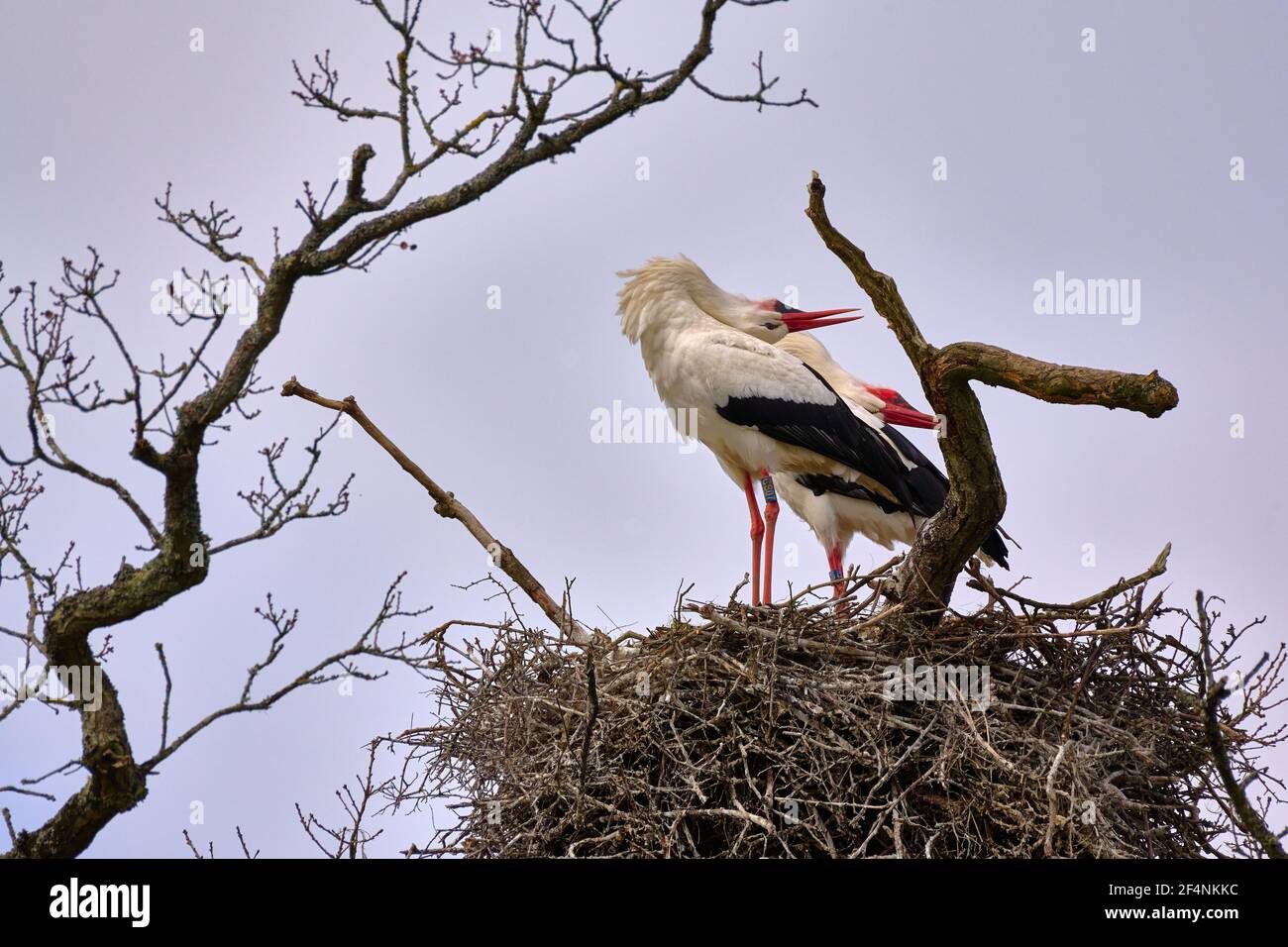 Knepp rewilding hi-res stock photography and images - Alamy