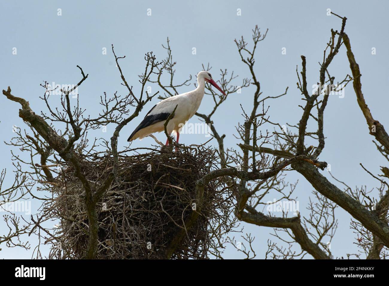 Storks at the Knepp Rewilding Estate Stock Photo - Alamy