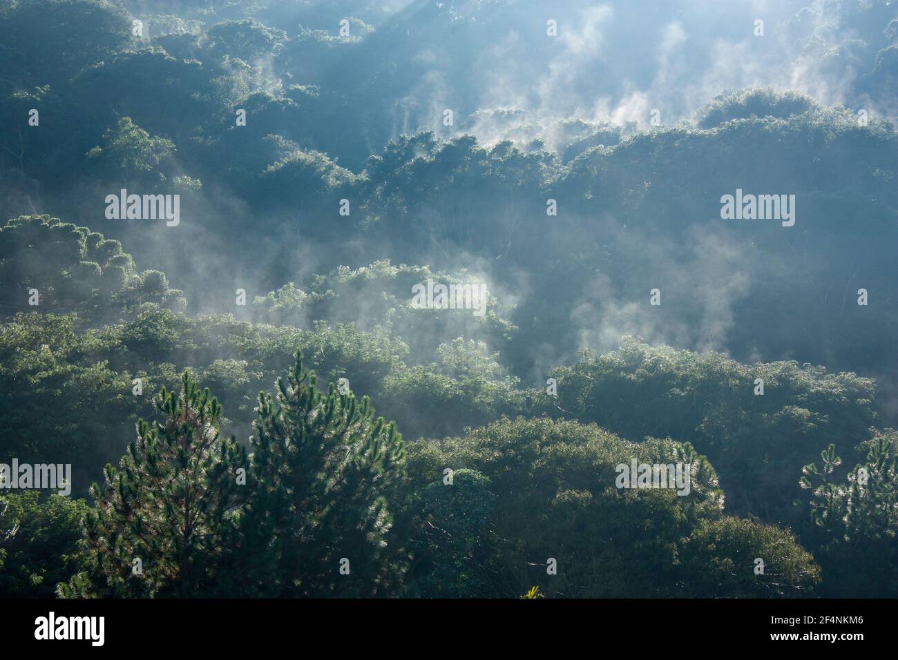 Mist over the trees in a rainforest in Brazil Stock Photo - Alamy