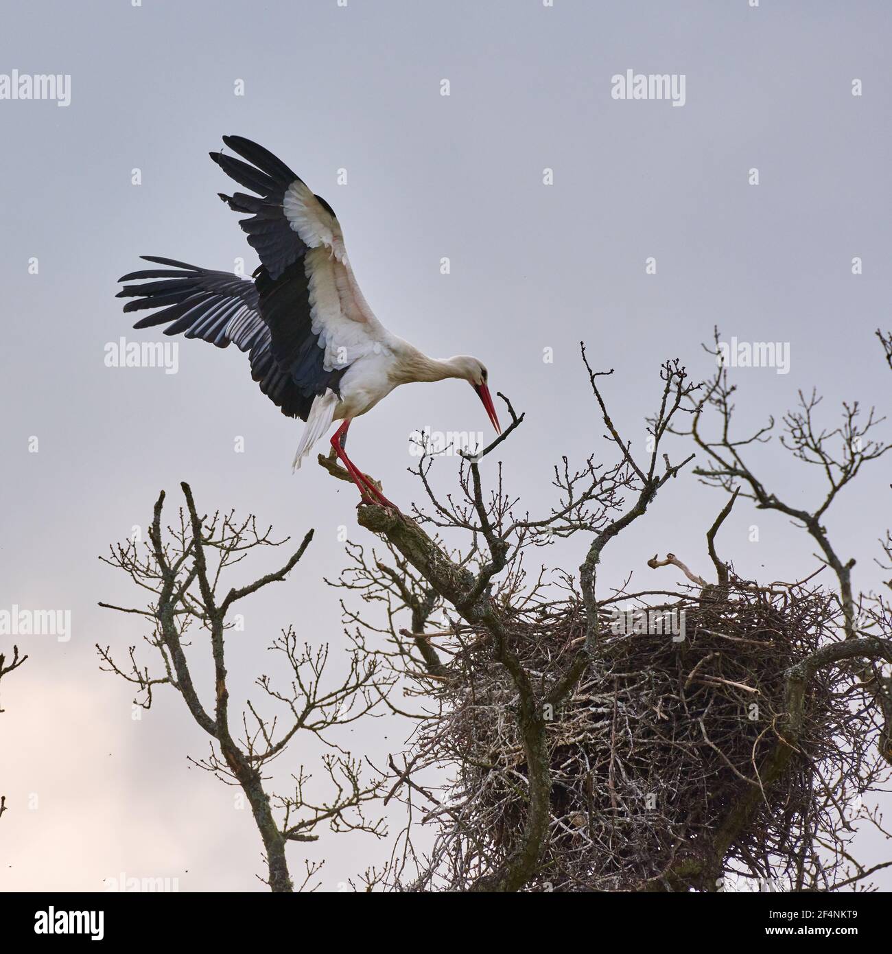 Storks at the Knepp Rewilding Estate Stock Photo - Alamy