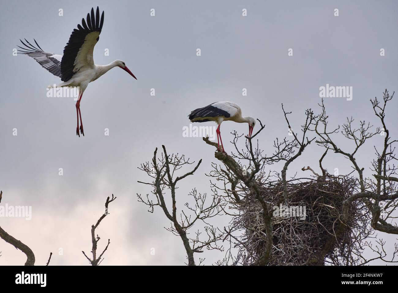 Storks at the Knepp Rewilding Estate Stock Photo - Alamy