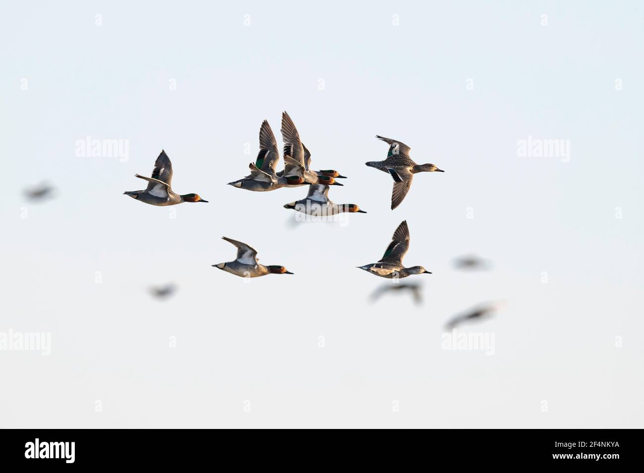 A flock of American Green Winged Teal on a spring wetland Stock Photo ...