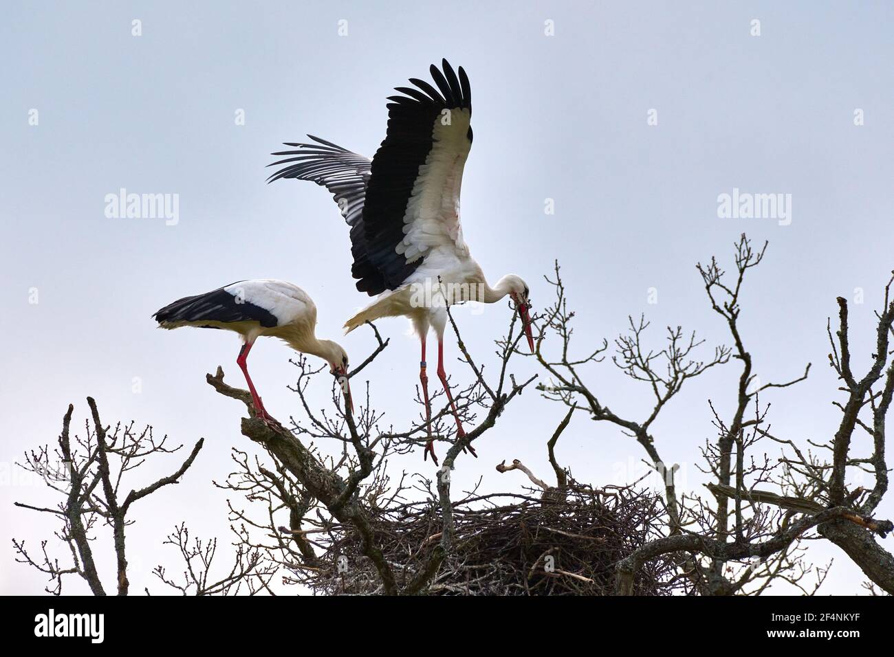 Knepp rewilding hi-res stock photography and images - Alamy