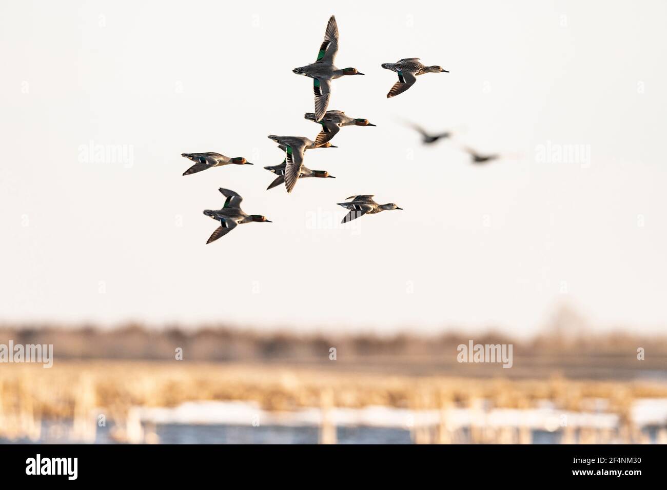 A flock of American Green Winged Teal on a spring wetland Stock Photo ...