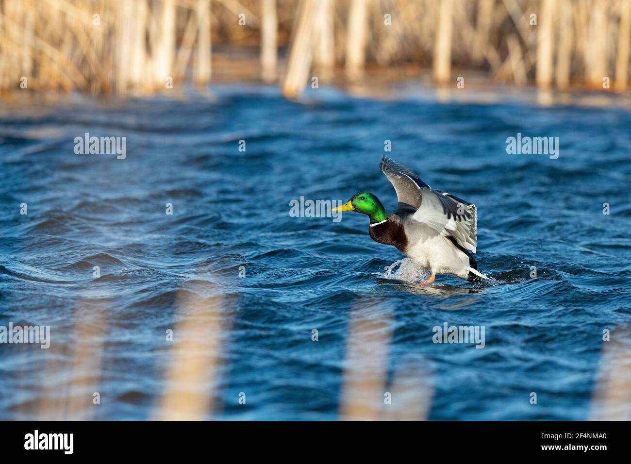 Mallard ducks over a wetland in South Dakota on a late fall day Stock ...