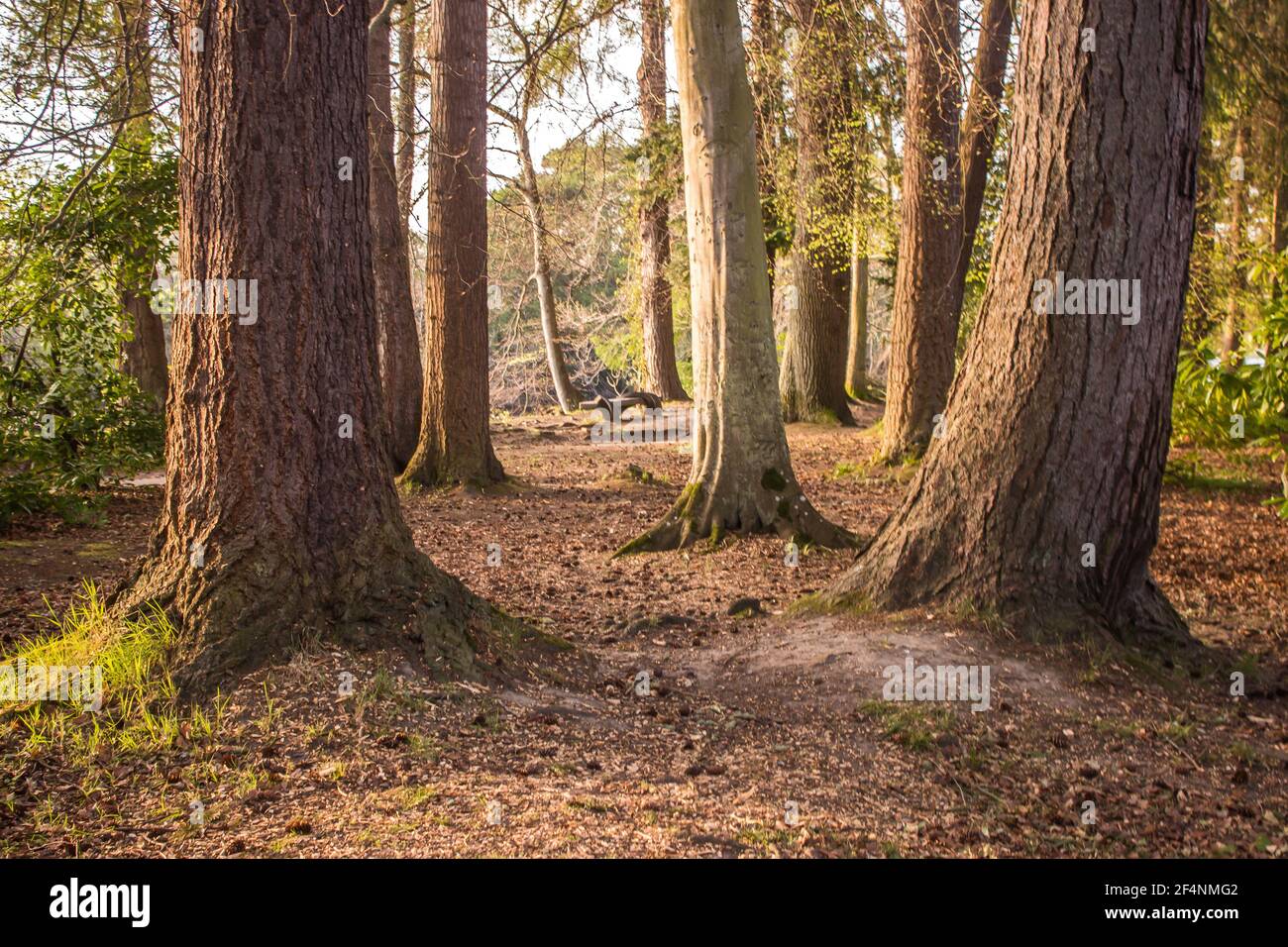 Looking between the tree trunks of different mature trees on the Ness ...