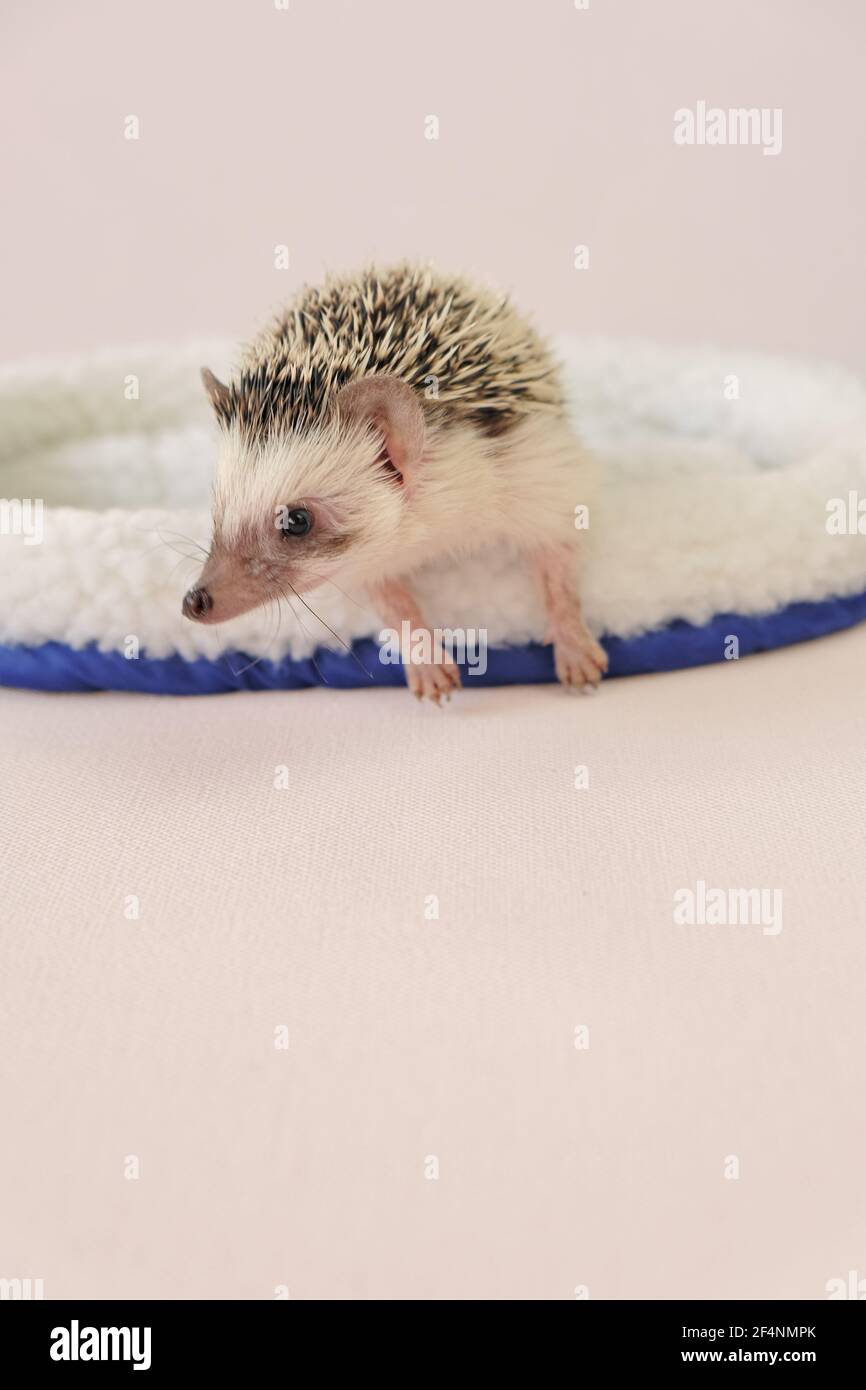 Hedgehog in a white fur bed on a beige background.Pets. gray hedgehog ...