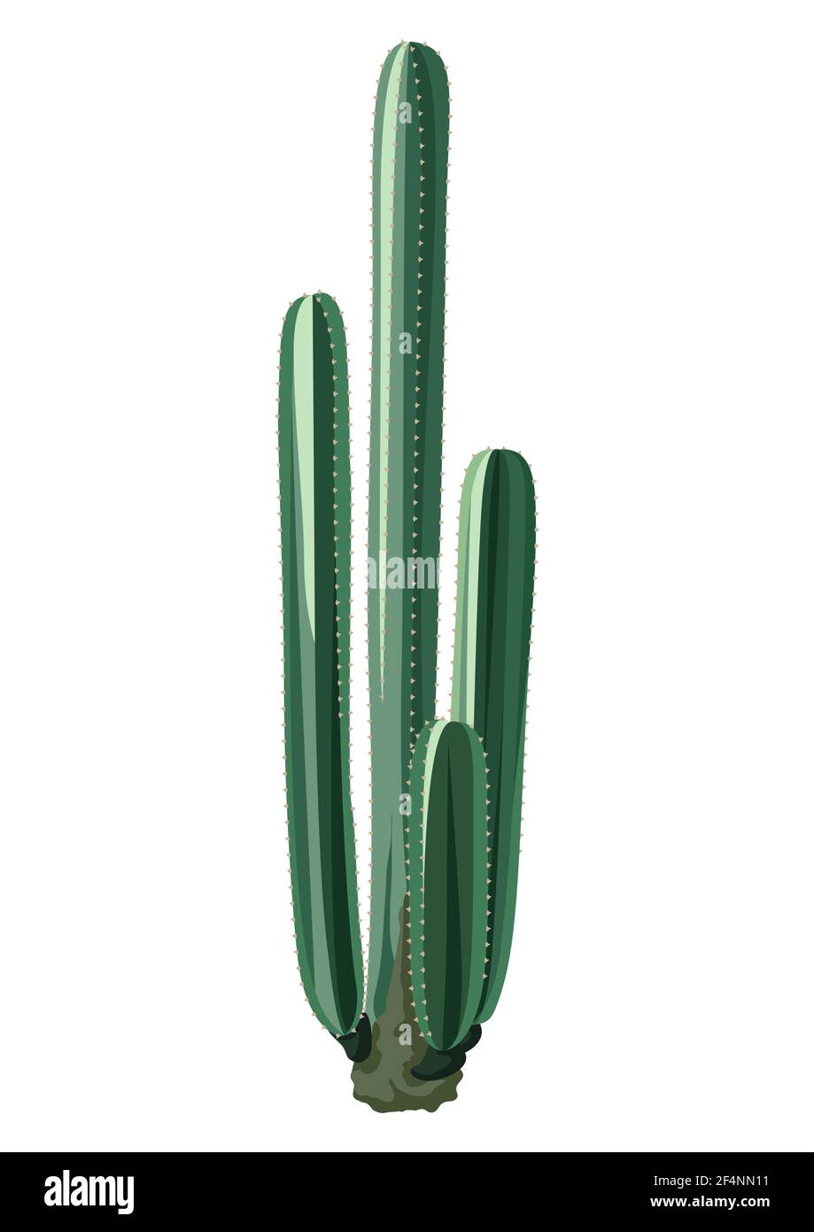 Illustration of cactus. Decorative spiky mexican cacti Stock Vector ...