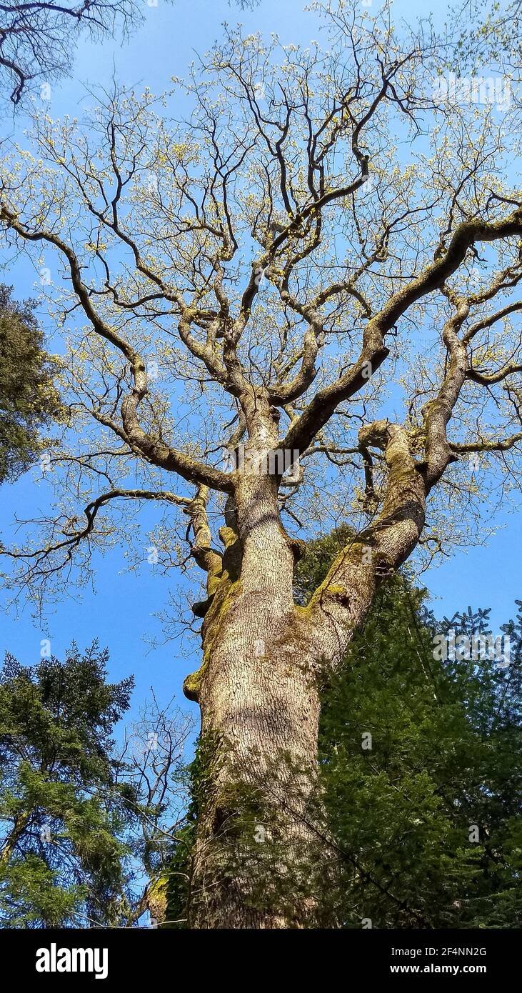 tall nearly barren tree in the forest with fresh green in springtime ...