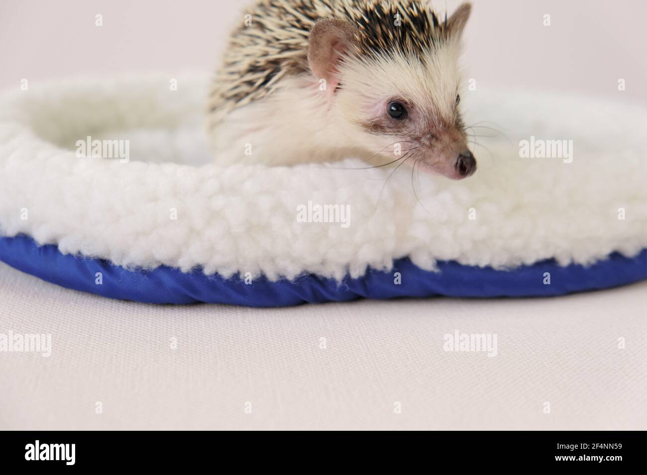 Hedgehog in a white fur bed on a light beige background.Pets. gray ...