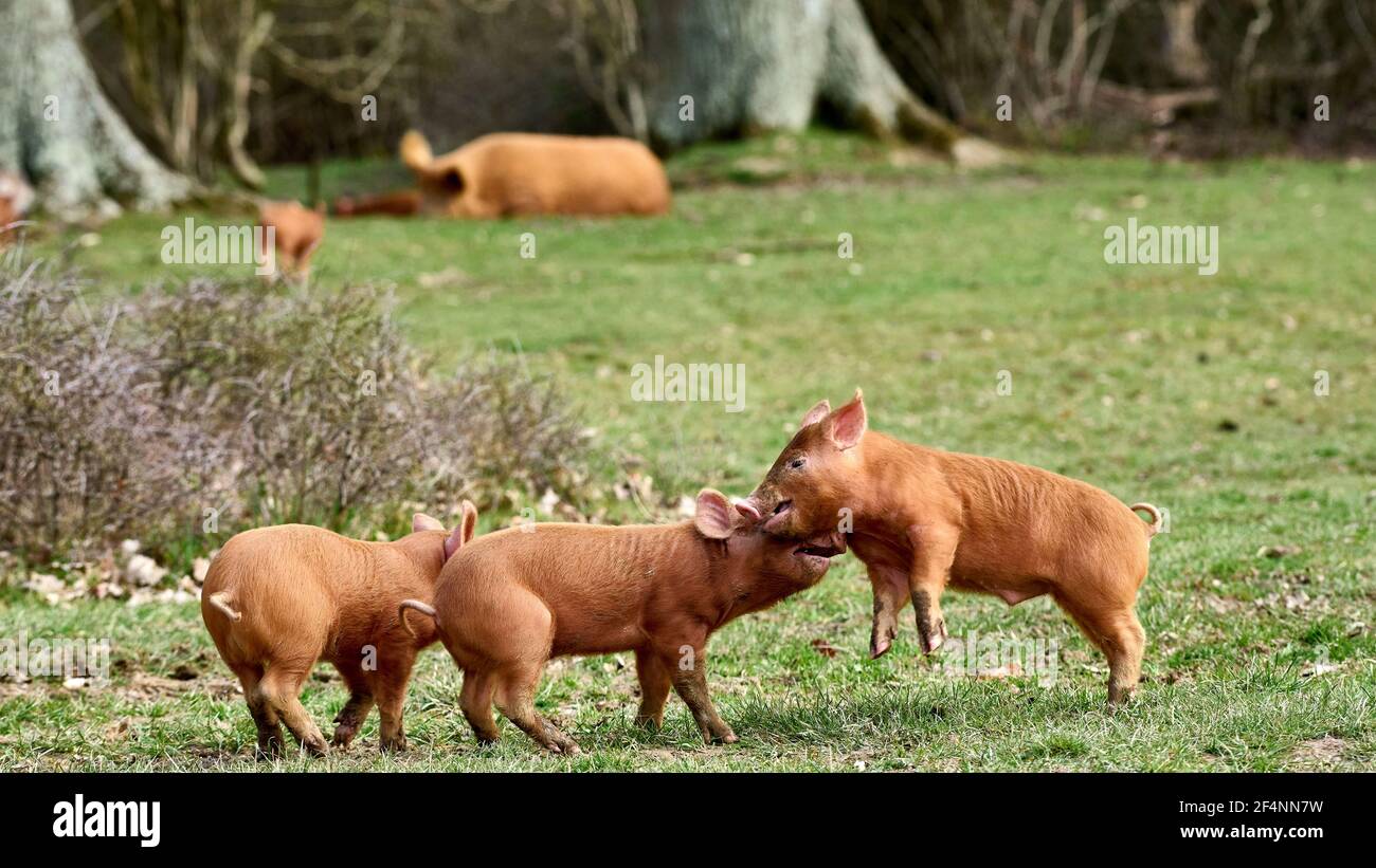 Tamworth Pigs on the Knepp Rewilding Estate Stock Photo - Alamy