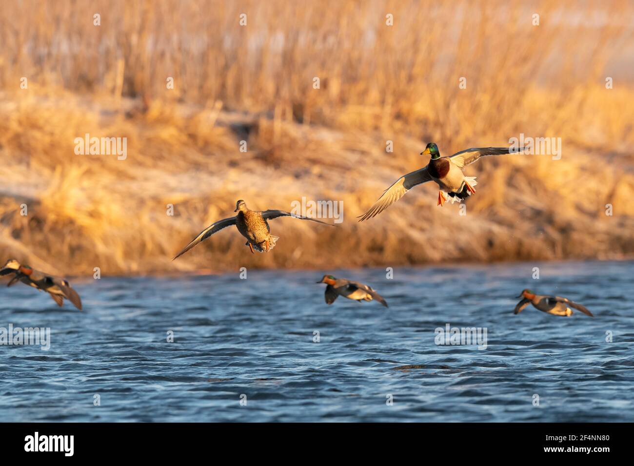 Mallard ducks over a wetland in South Dakota on a late fall day Stock ...