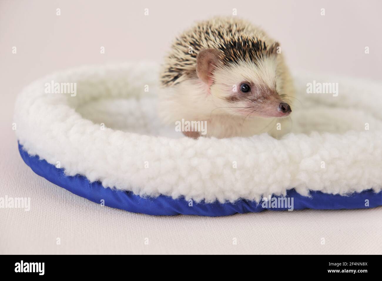 Hedgehog in a white fur bed on a light beige background.Pets. gray ...