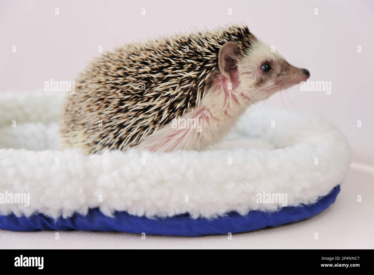 Hedgehog in a white fur bed on a light beige background.Pets. gray ...