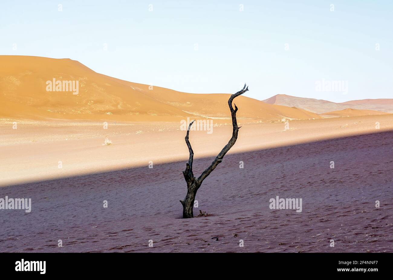 Skeleton tree in deadvlei hi-res stock photography and images - Alamy