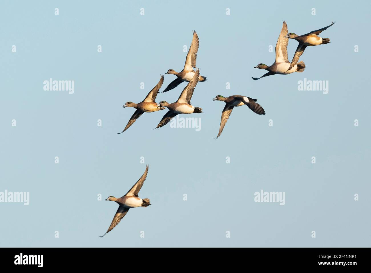 American widgeon in flight hi-res stock photography and images - Alamy