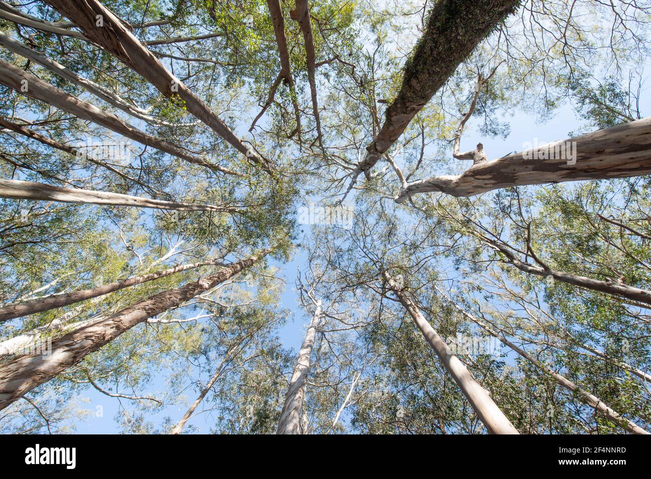 Trees details showing high branches in front of a blue sky Stock Photo ...