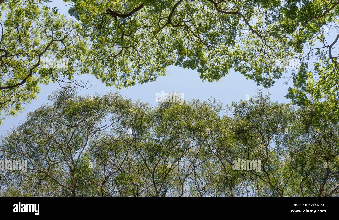 Trees details showing high branches in front of a blue sky Stock Photo ...