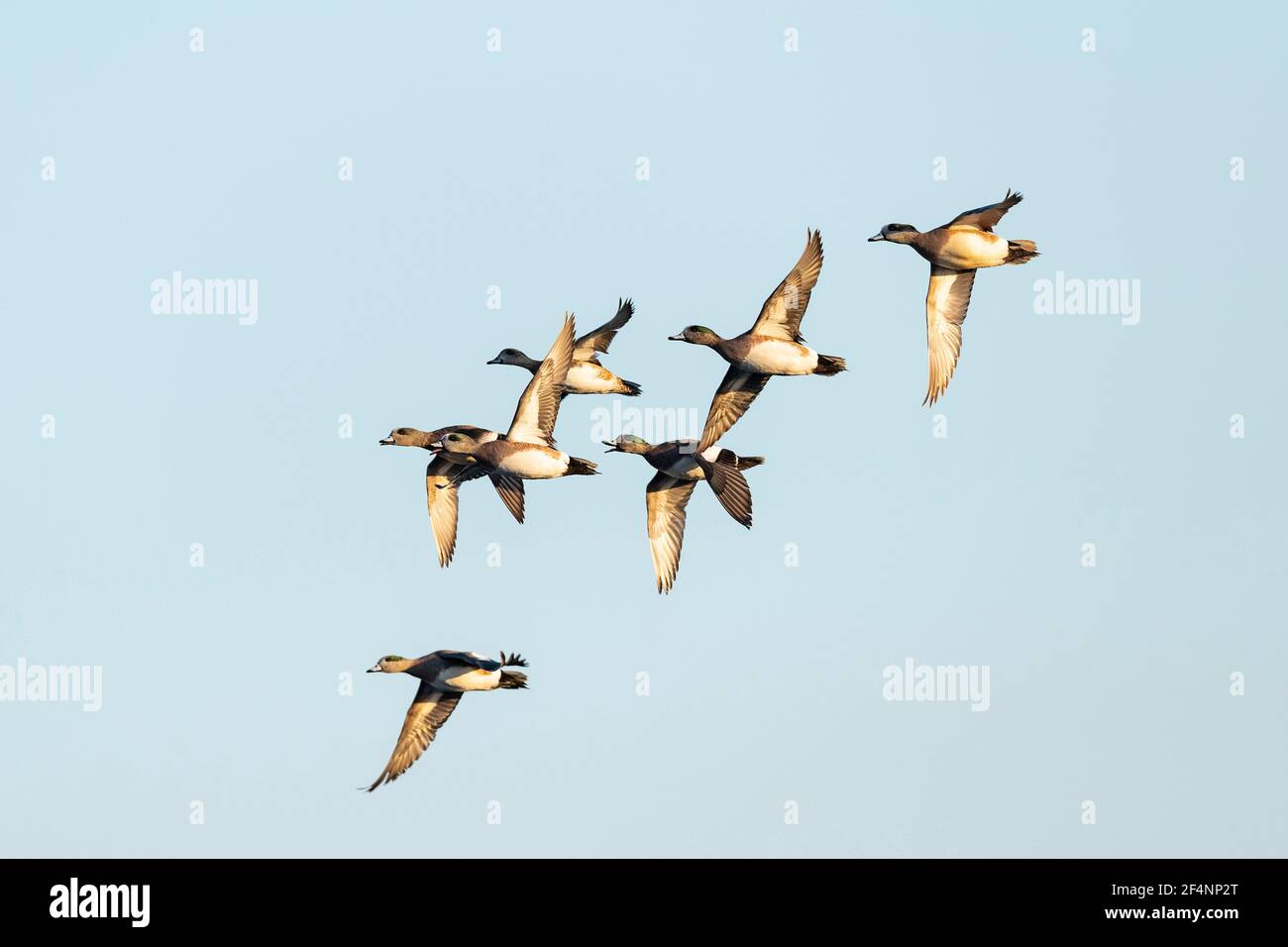 American widgeon in flight hi-res stock photography and images - Alamy
