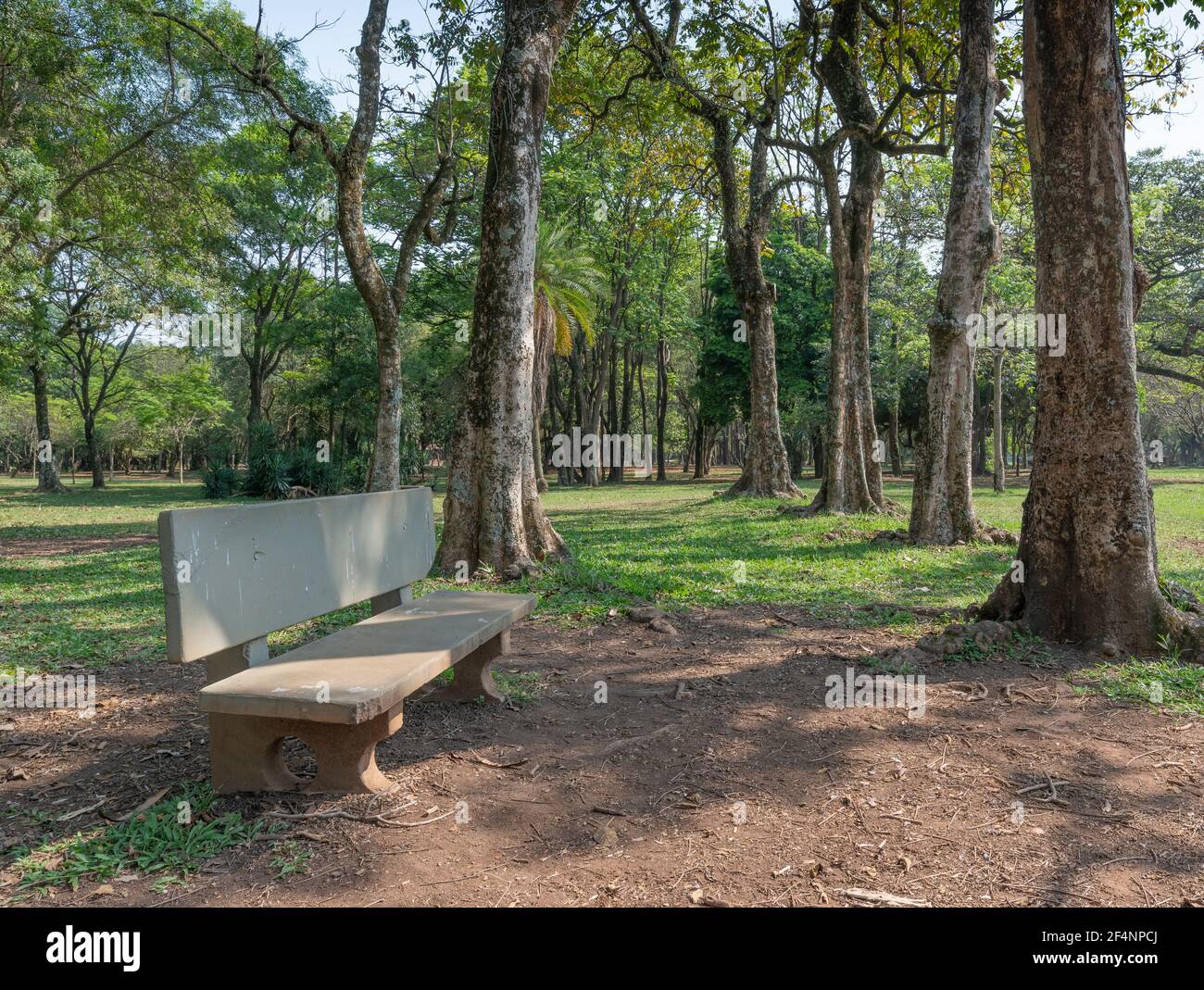 Cement in tree trunk hi-res stock photography and images - Alamy