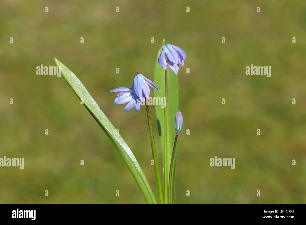 Flowering Siberian squill or wood squill (Scilla siberica), subfamily ...
