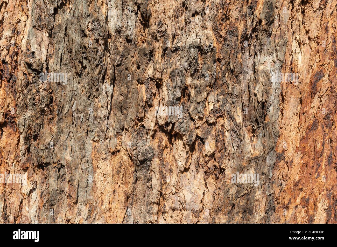 Tree bark texture closeup. Wooden backdrop Stock Photo - Alamy