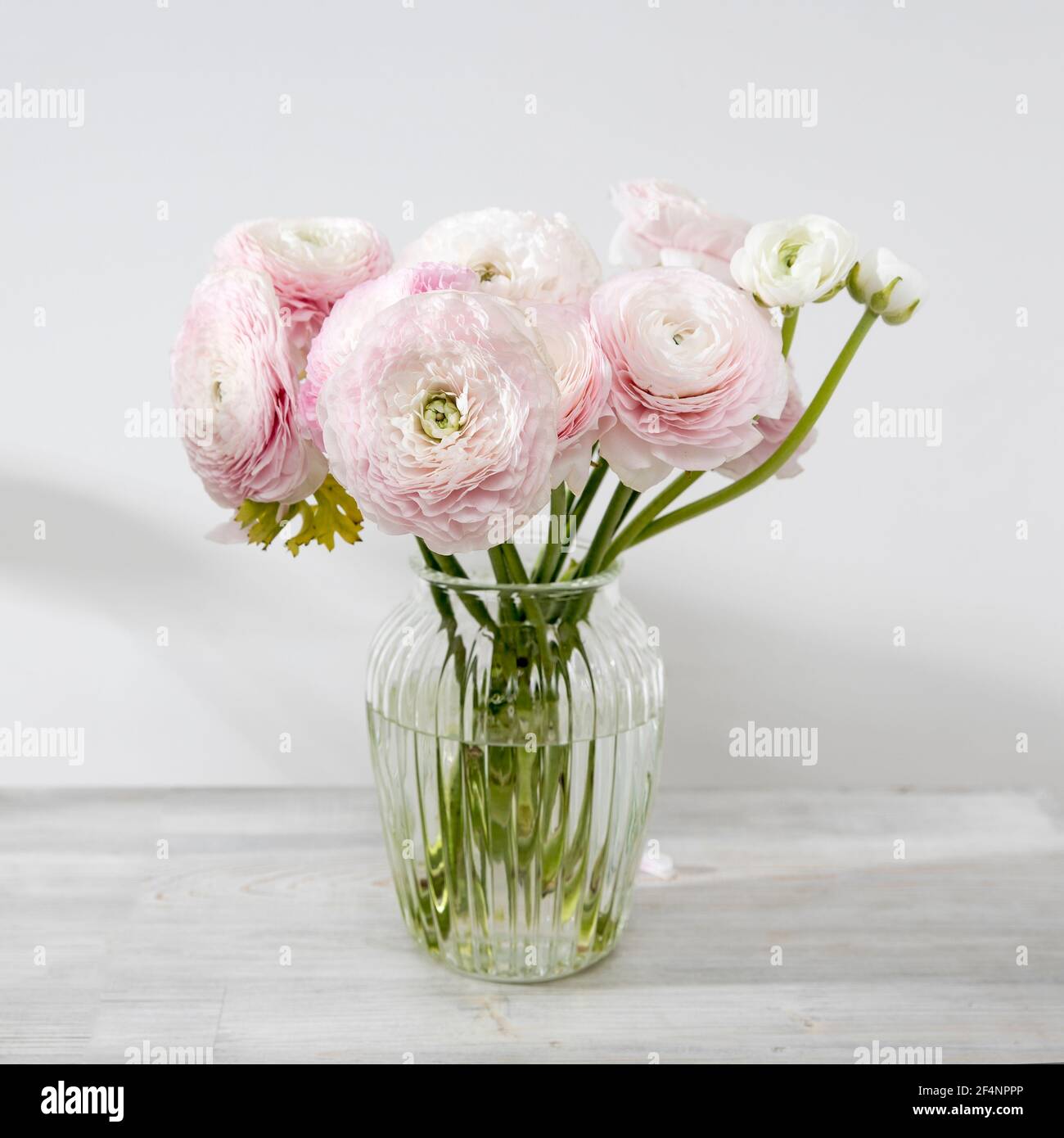 Persian buttercups hi-res stock photography and images - Alamy