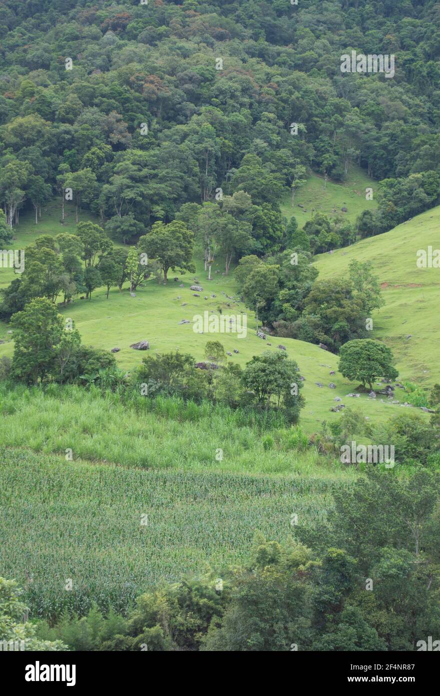 Trees and plantation on the countryside in Brazil Stock Photo - Alamy
